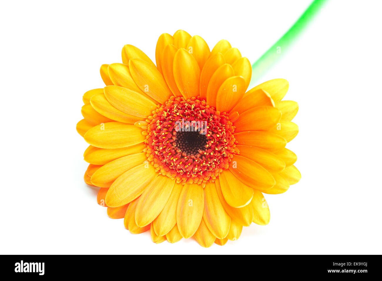 big orange gerbera isolated on white Stock Photo - Alamy