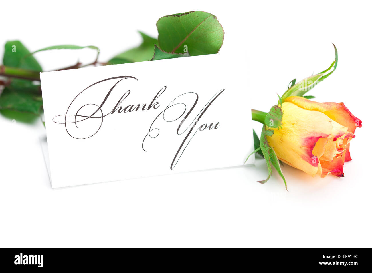 yellow red rose and a card with the words thank you isolated on Stock ...