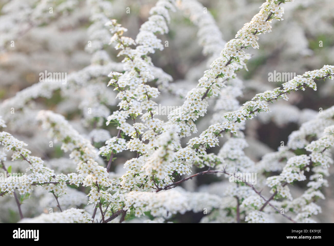 white flowers on a tree branch Stock Photo - Alamy