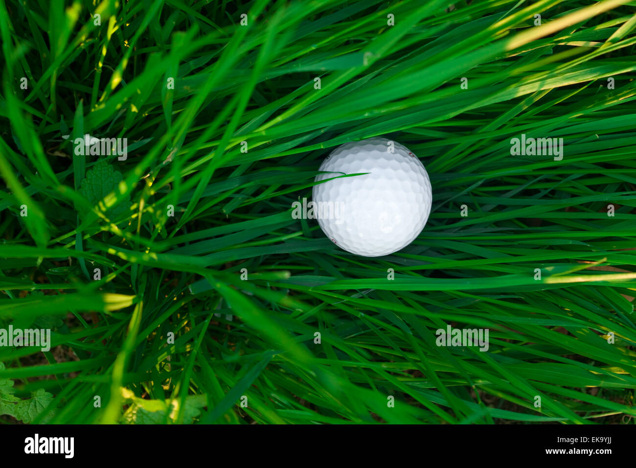 background of spring green grass and golf ball Stock Photo - Alamy