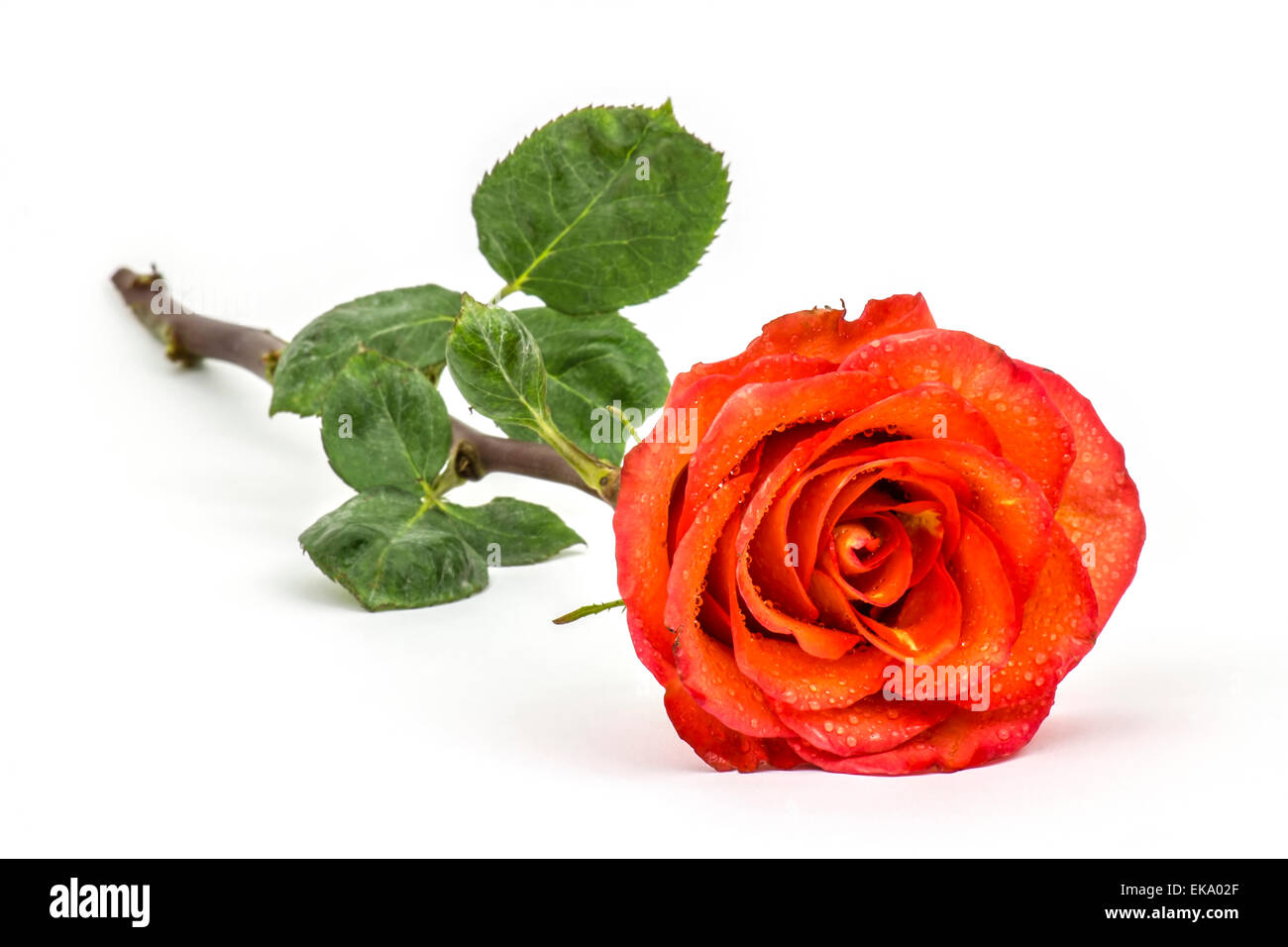 Single beautiful red rose Stock Photo - Alamy