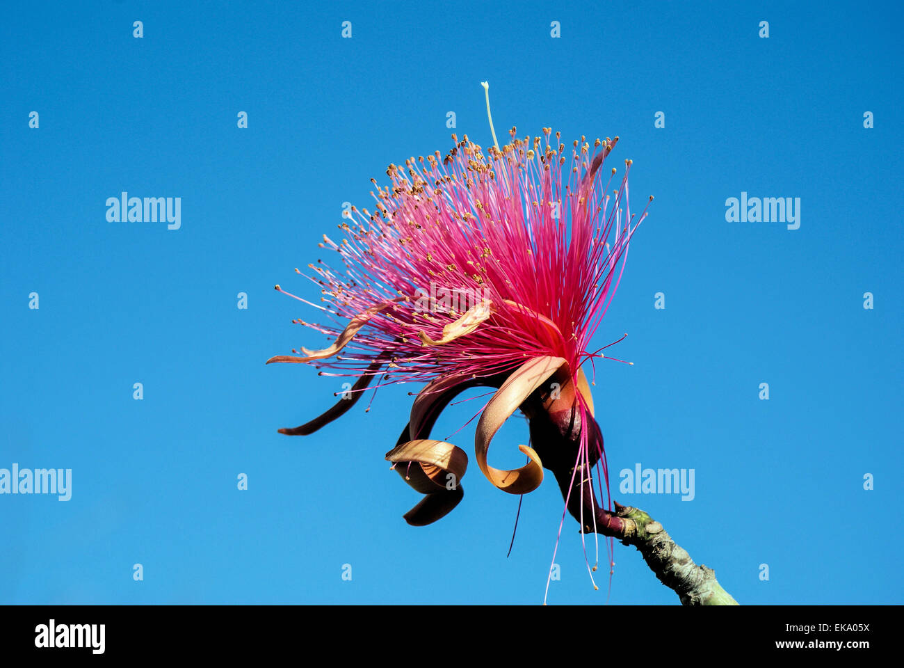 Shaving Brush Tree Stock Photo - Alamy