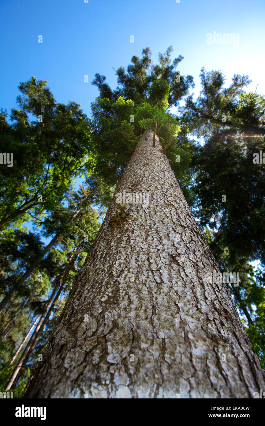 crown of pine against the blue sky Stock Photo - Alamy