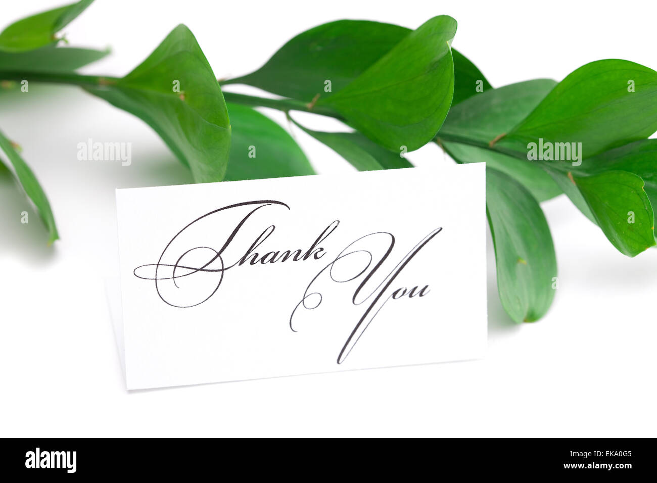 branch with green leaves and a card signed thank you isolated on Stock ...