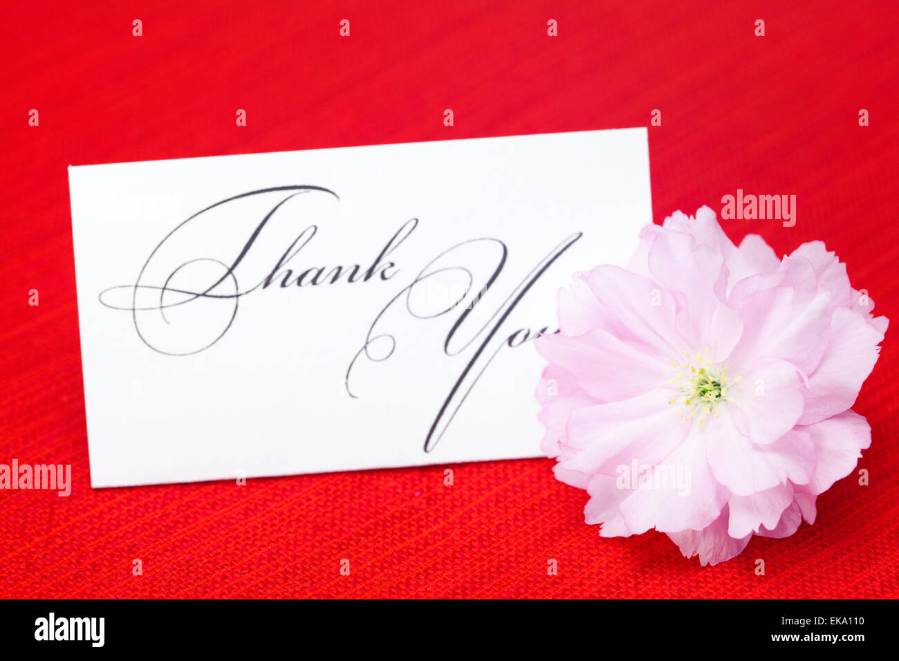 sakura flower and a card signed thank you on a red background Stock ...