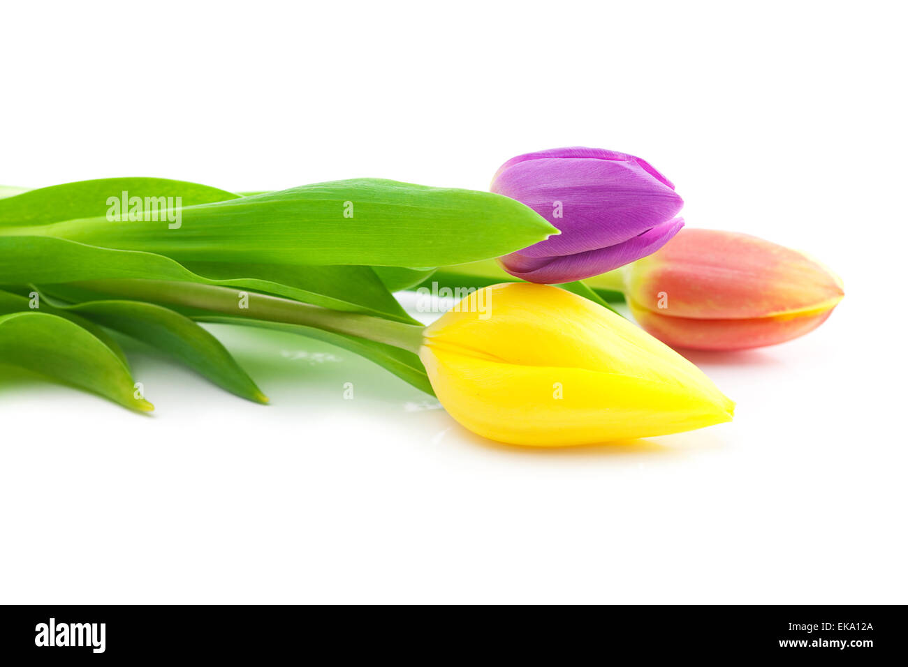 colorful tulips isolated on white Stock Photo - Alamy