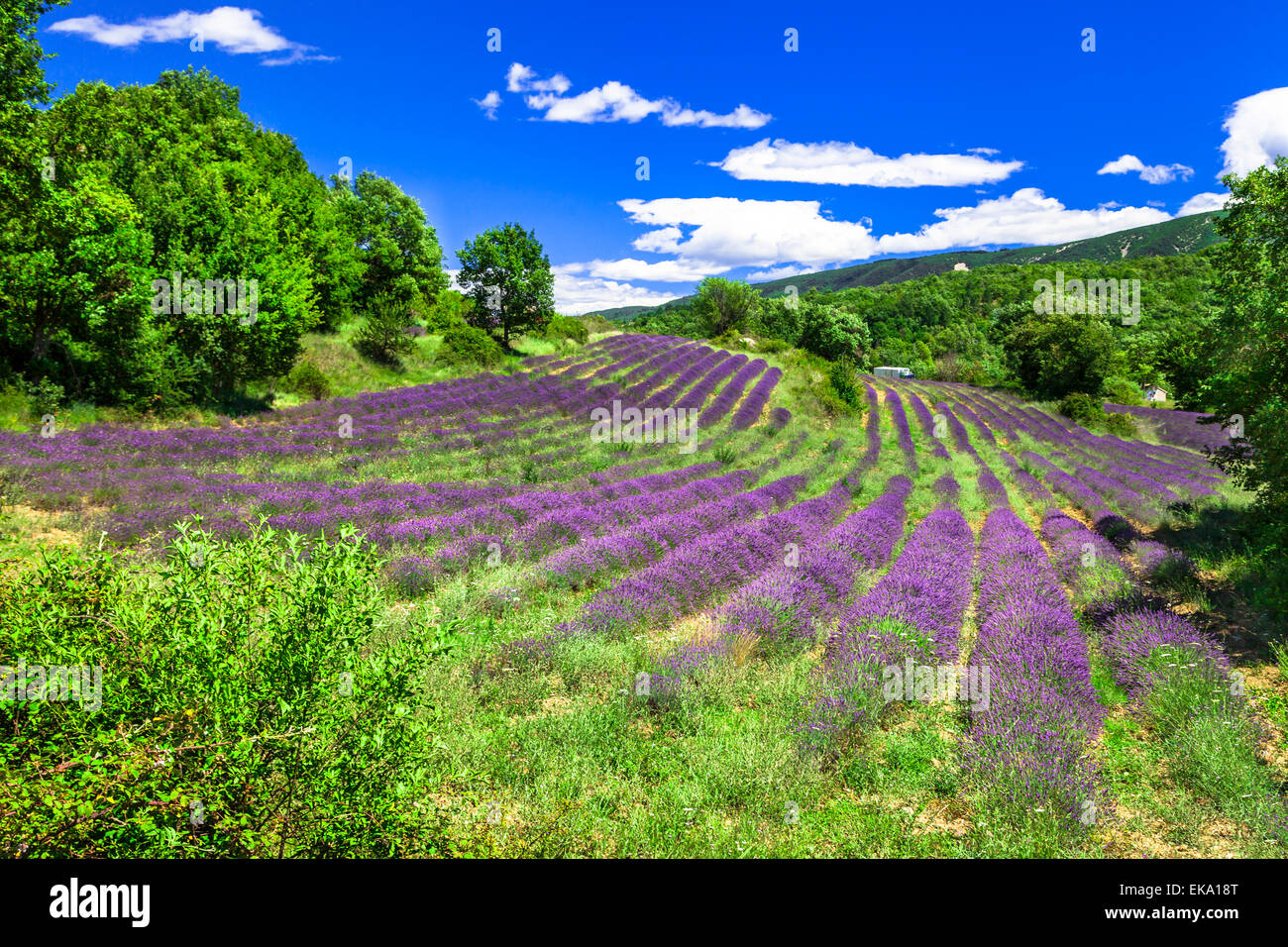 violet fields of blooming lavander in Provence Stock Photo - Alamy