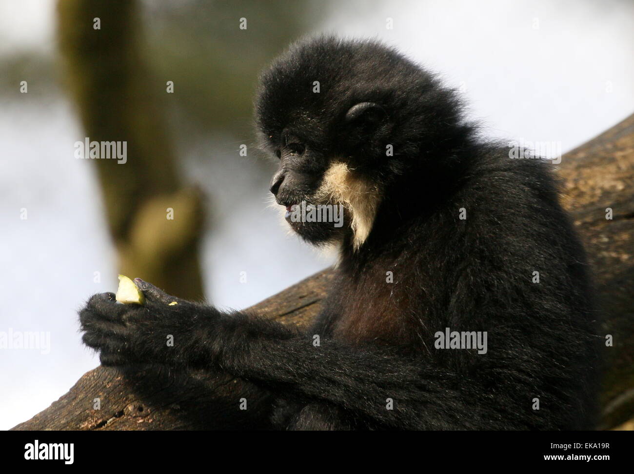 Male Yellow cheeked gibbon (Nomascus gabriellae), a.k.a. golden-cheeked ...