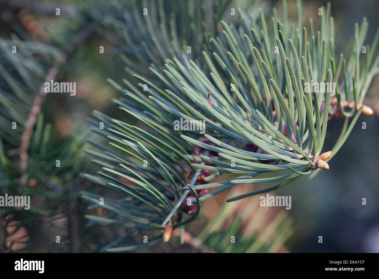 young spruce with cones Stock Photo - Alamy
