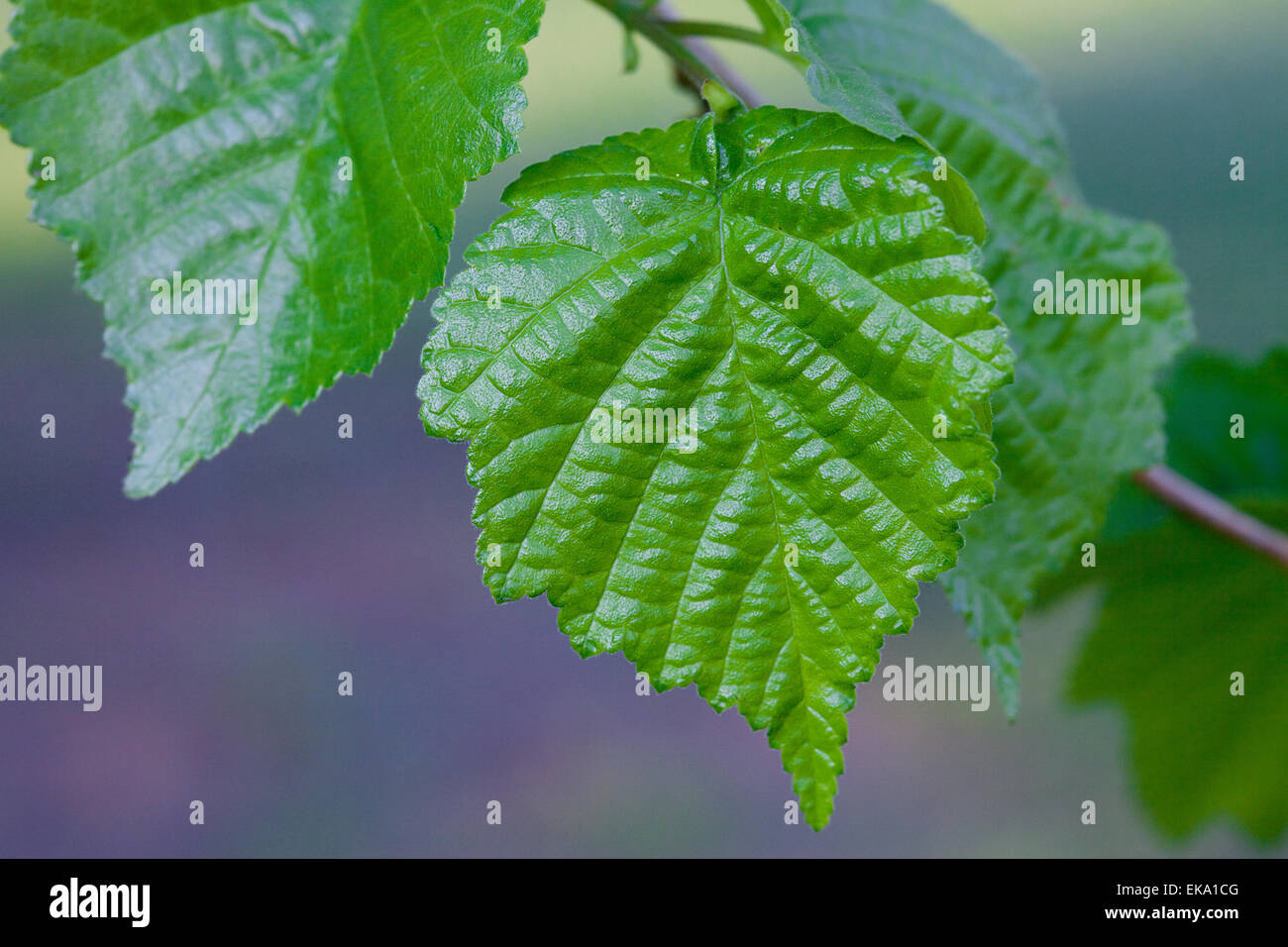 beautiful spring green leaves Stock Photo - Alamy