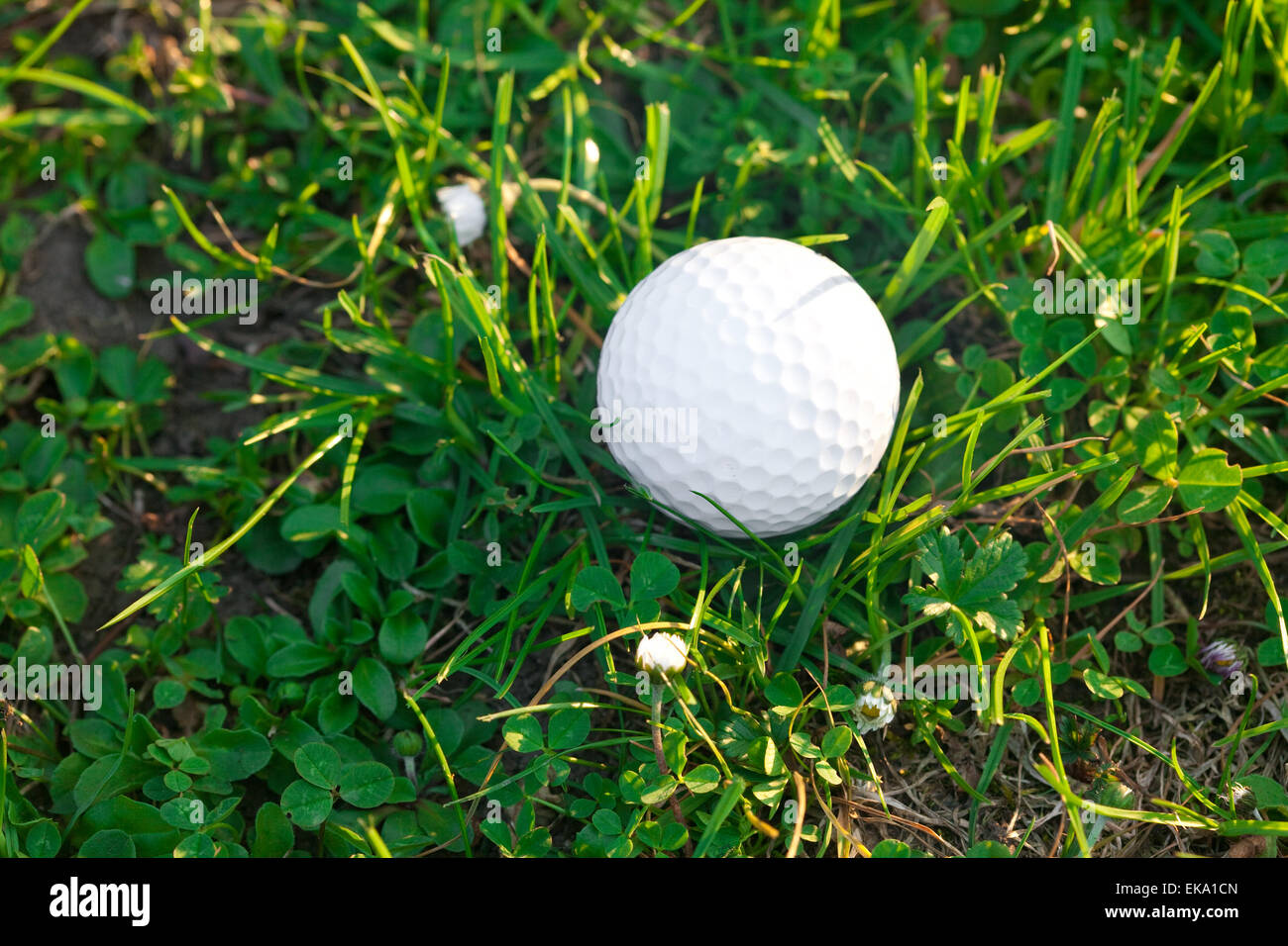 background of spring green grass and golf ball Stock Photo - Alamy