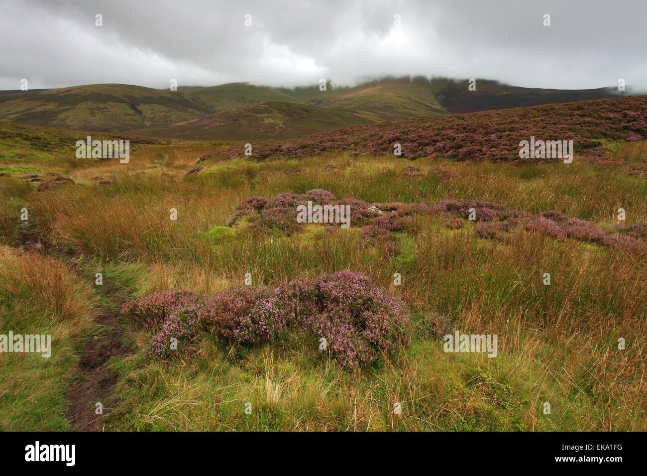 Great Calva fell, one of the 214 Wainwright Fells, Northern Lakeland ...