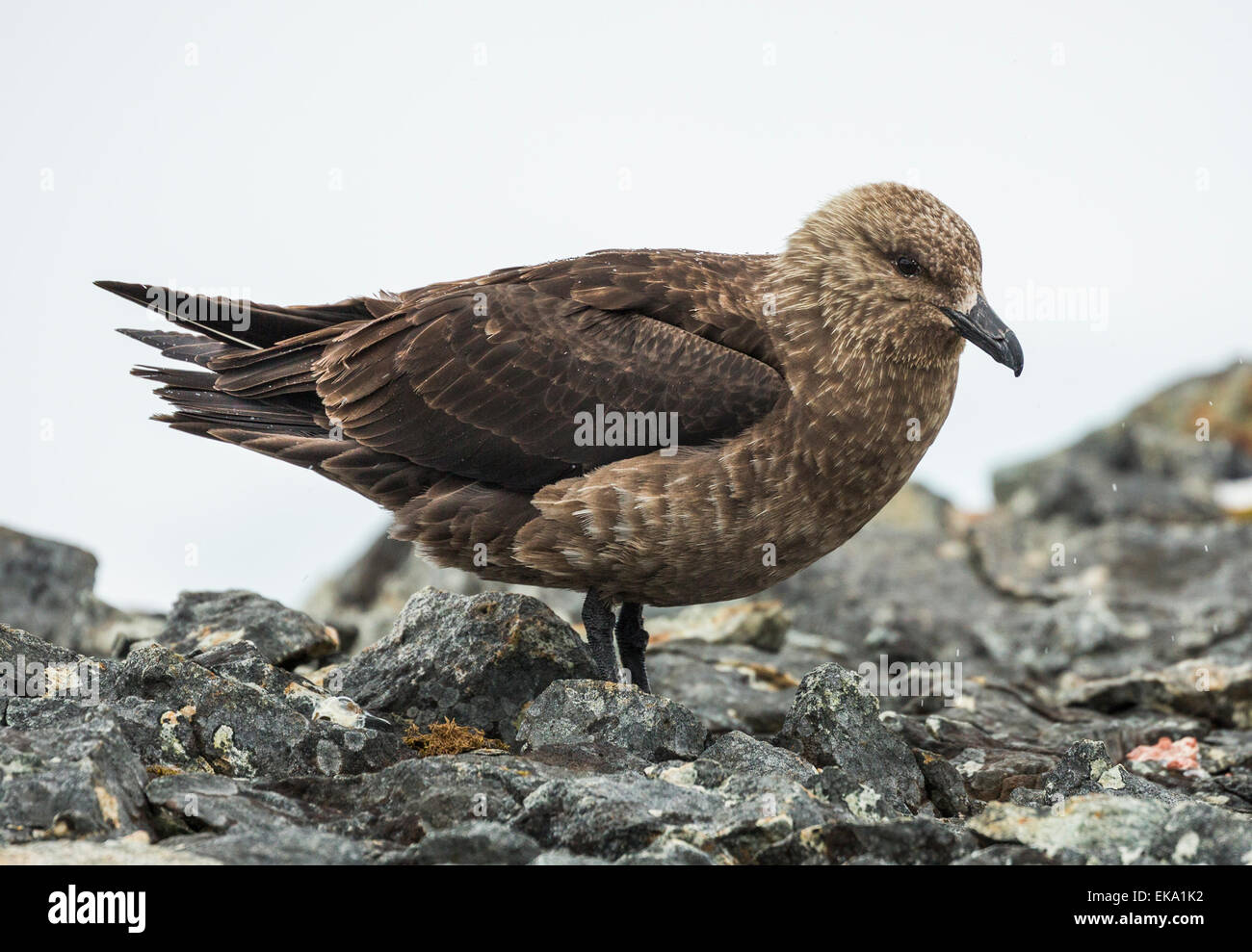 Stercorarius antarctica antarctica hi-res stock photography and images - Alamy