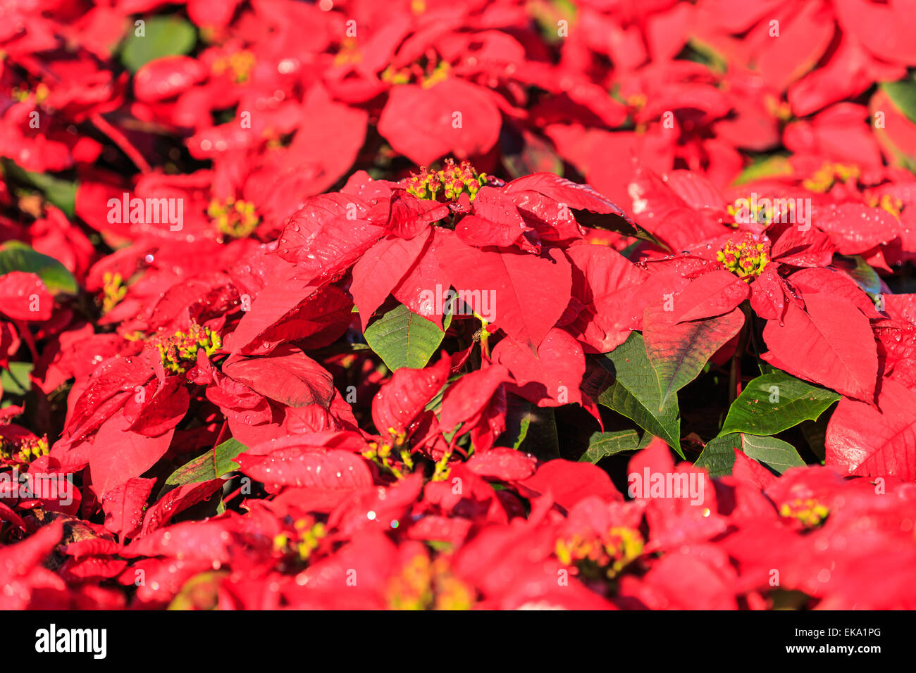 Group of Christmas red poinsettia plants Stock Photo - Alamy