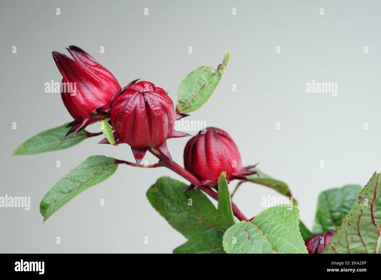 Roselle fruits on tree Stock Photo - Alamy