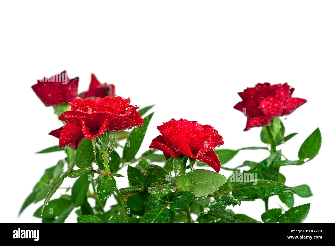 red roses with water drops Stock Photo - Alamy