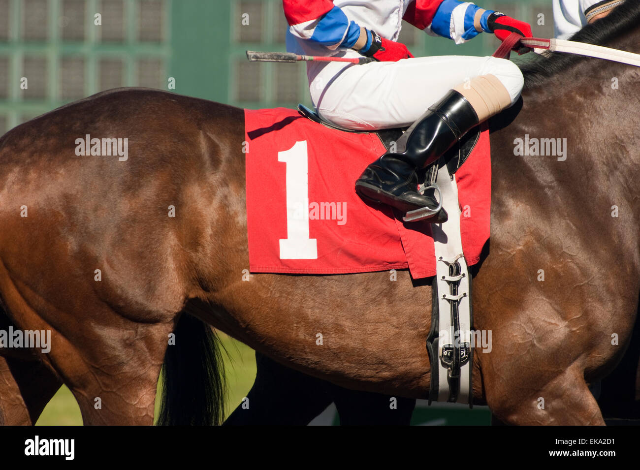 Number One Horse Prepares to Enter Start Gate at Horserace Stock Photo ...