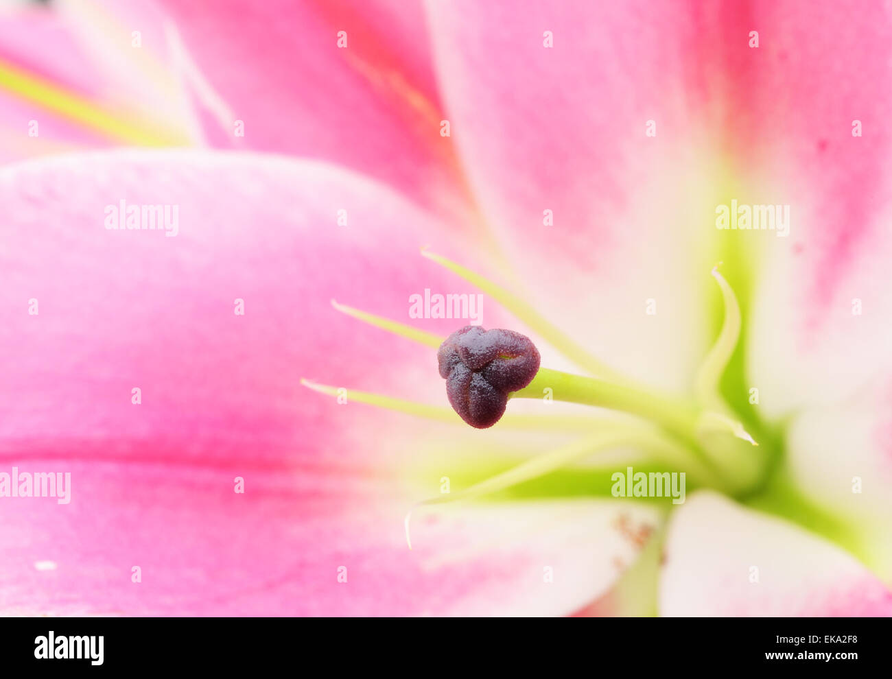 Pink lily flower Stock Photo - Alamy
