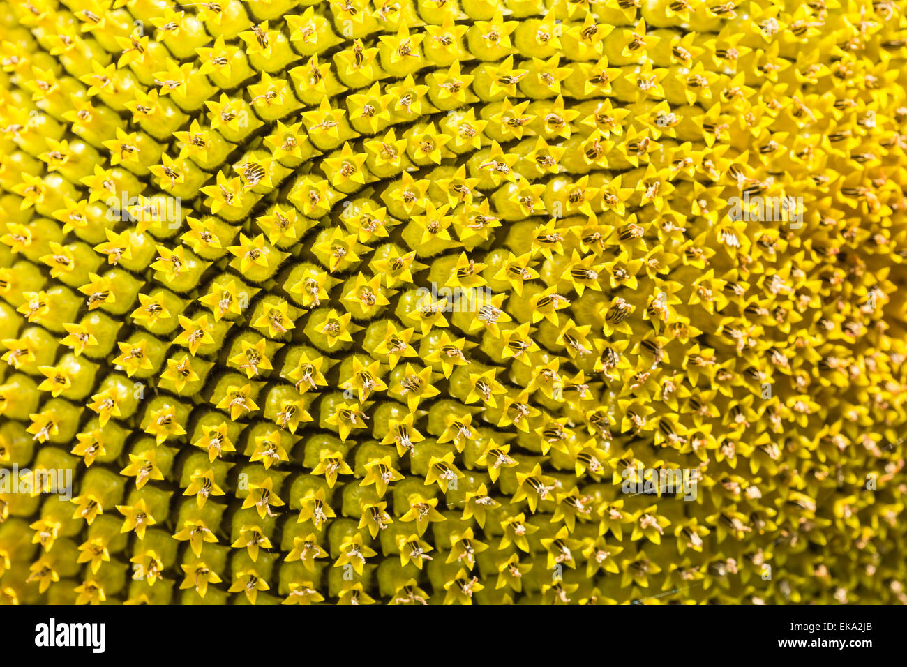 Close up Sunflower Stock Photo - Alamy