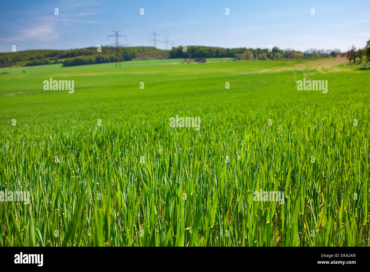 lush green grass against the blue sky Stock Photo - Alamy