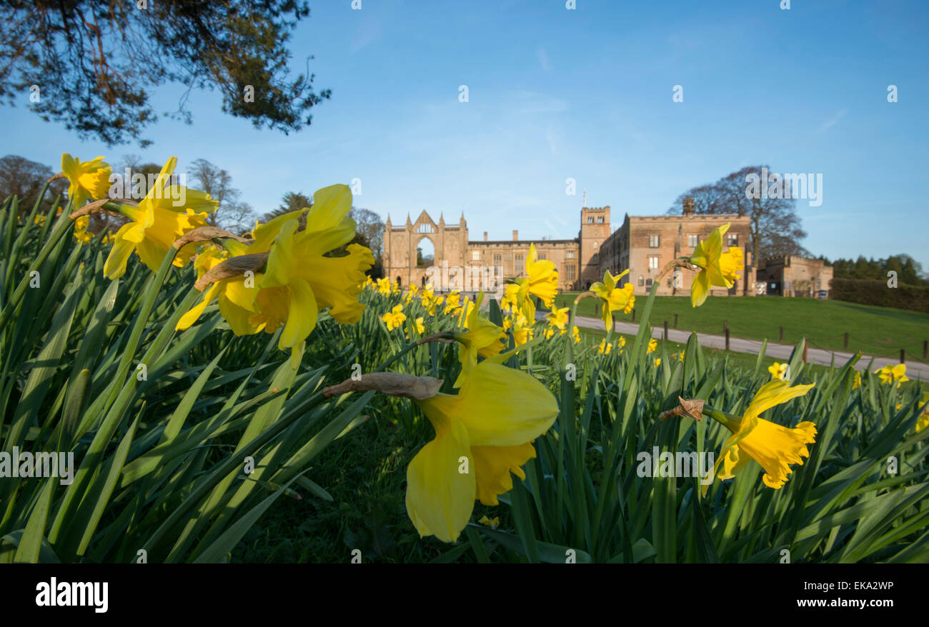 Spring daffodils at Newstead Abbey in Nottinghamshire, England UK Stock ...