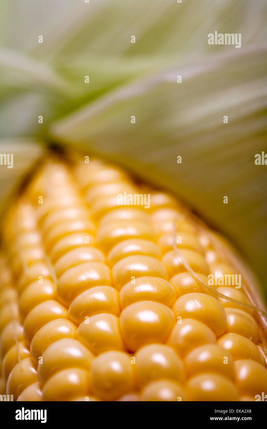 Cob ripe fresh corn hi-res stock photography and images - Alamy