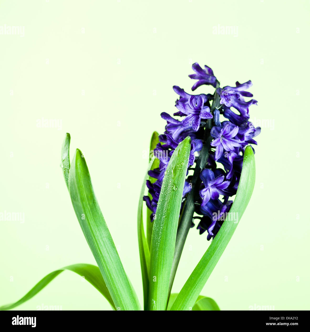 Blue water hyacinth hi-res stock photography and images - Alamy