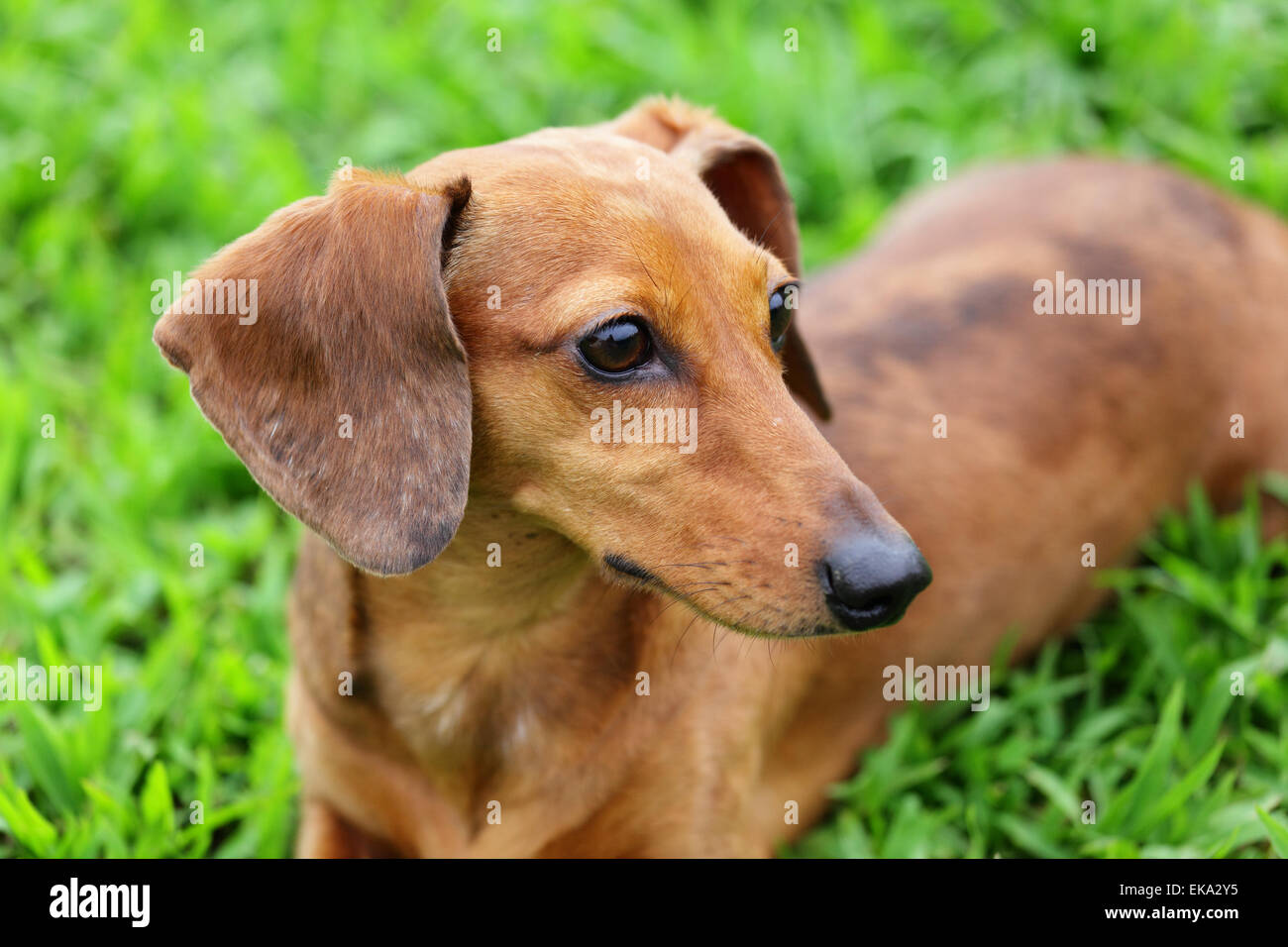 Brown dachshund dog Stock Photo - Alamy