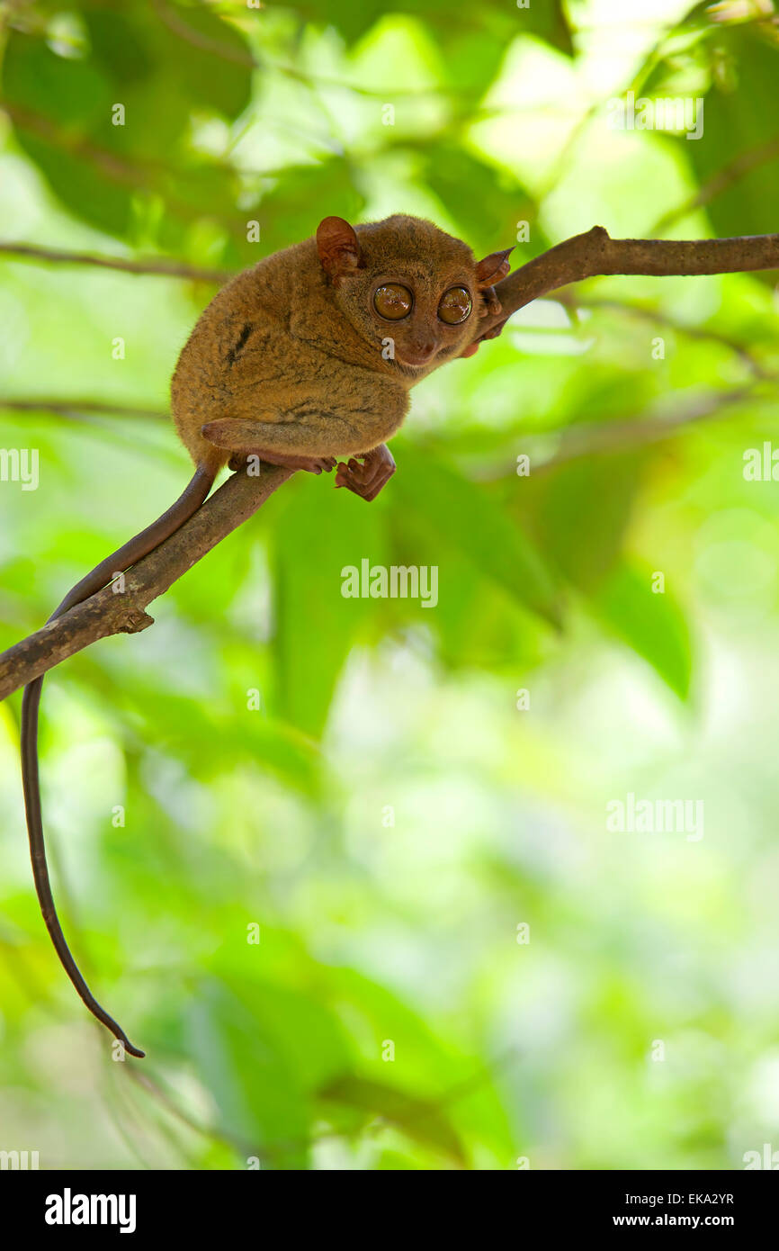Tarsier species hi-res stock photography and images - Alamy