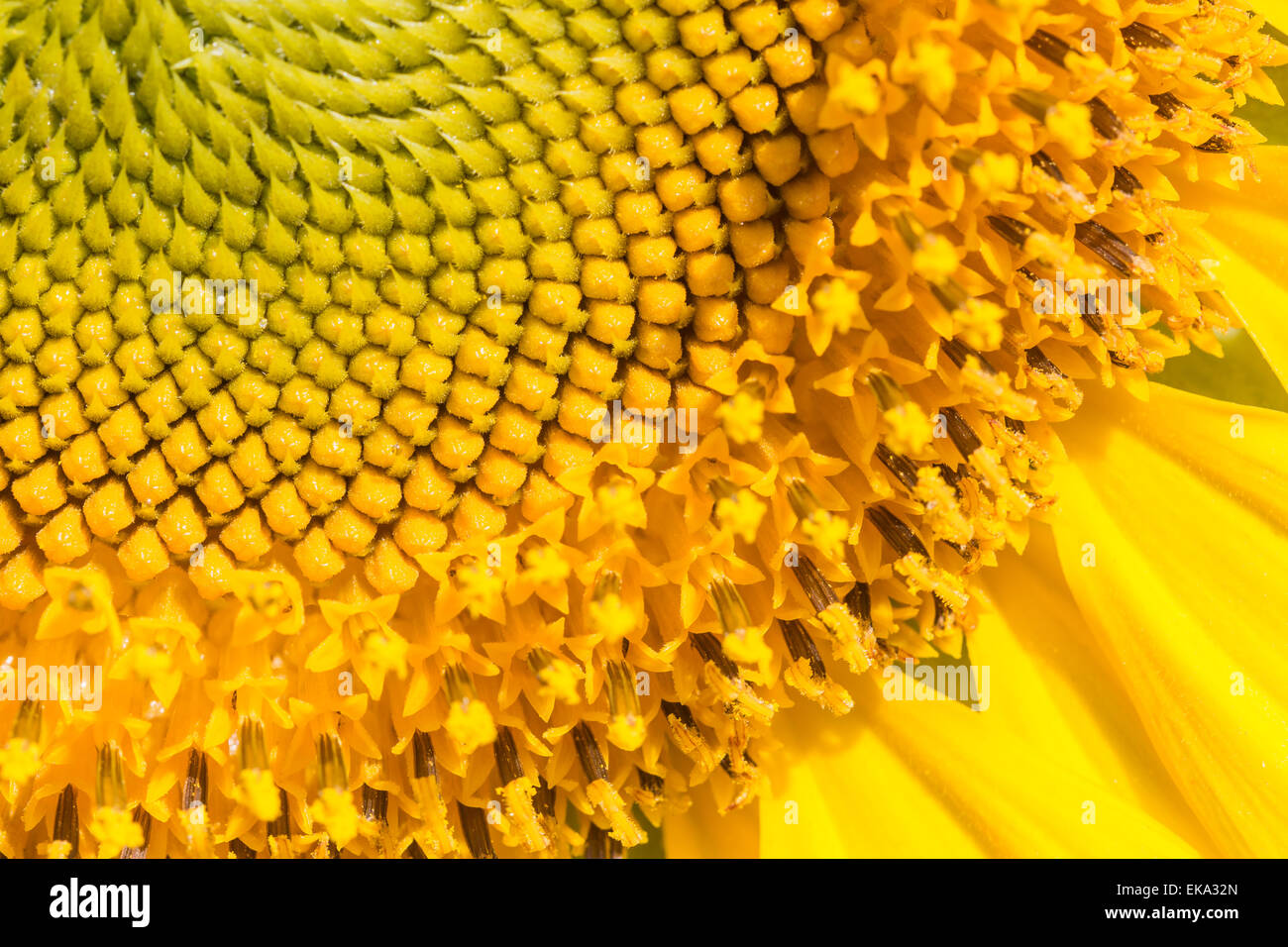 Close up Sunflower Stock Photo - Alamy