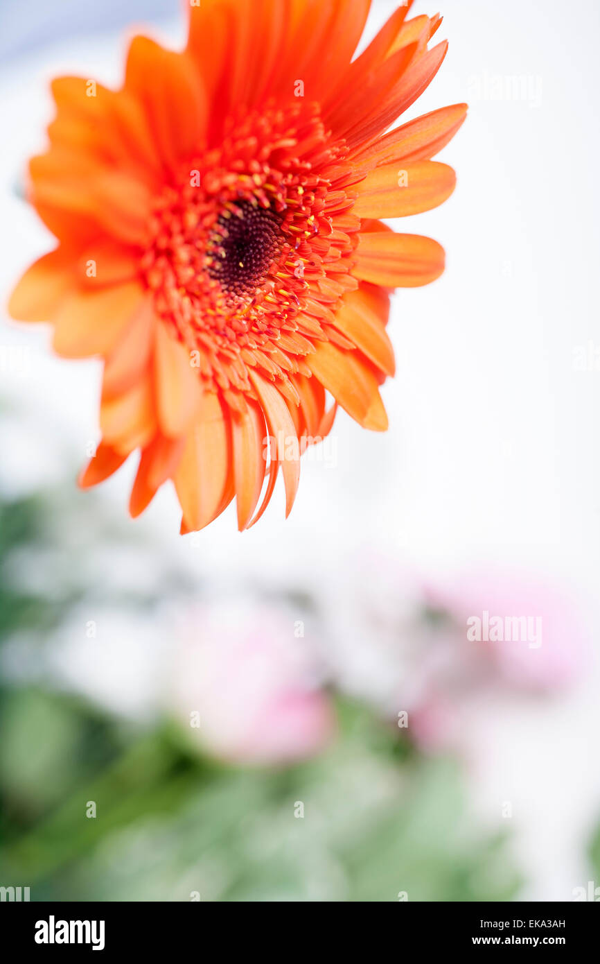 Beautiful Orange open flower with cuttings Stock Photo - Alamy