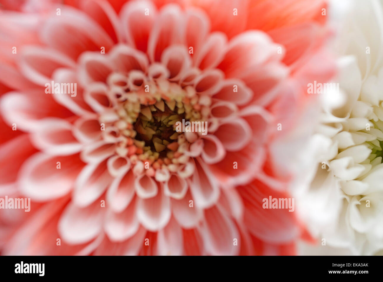 Open pink flower Stock Photo - Alamy