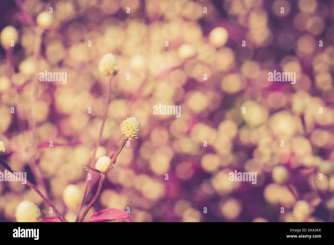 Grass flower, Vintage color Stock Photo - Alamy
