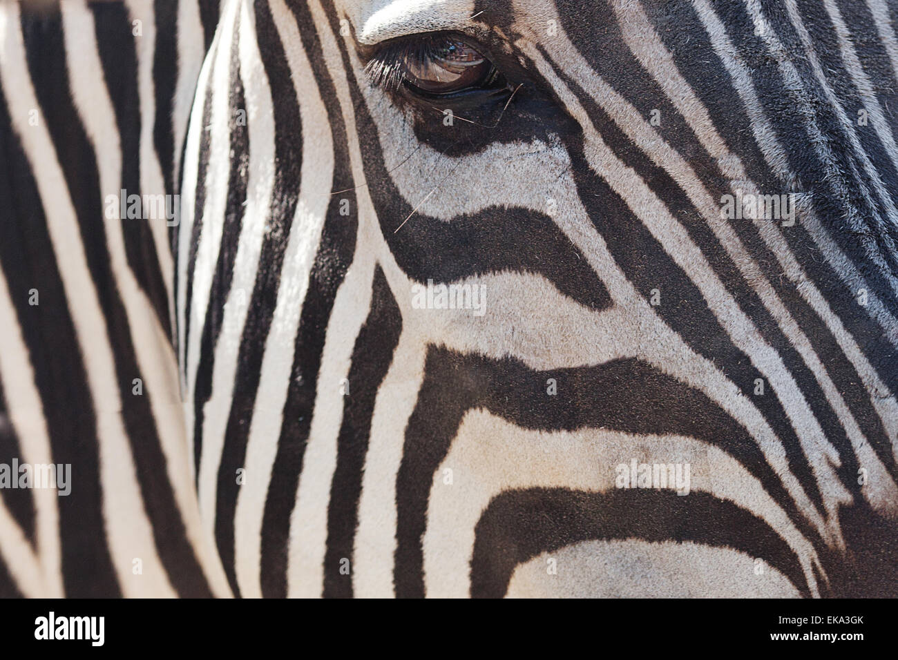 Open cage hi-res stock photography and images - Alamy