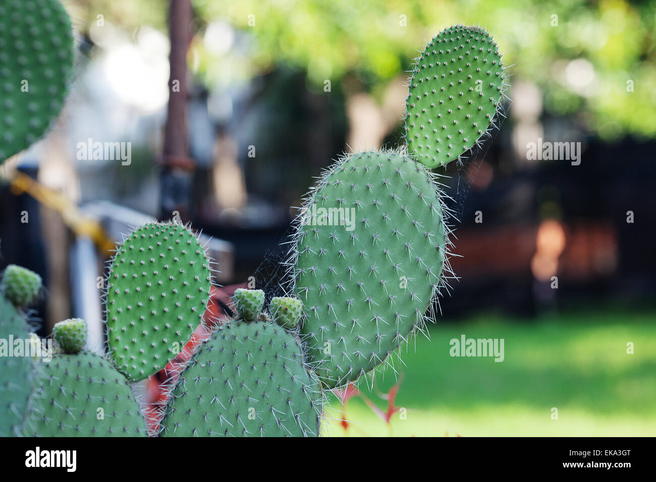 Very large cactus hi-res stock photography and images - Alamy