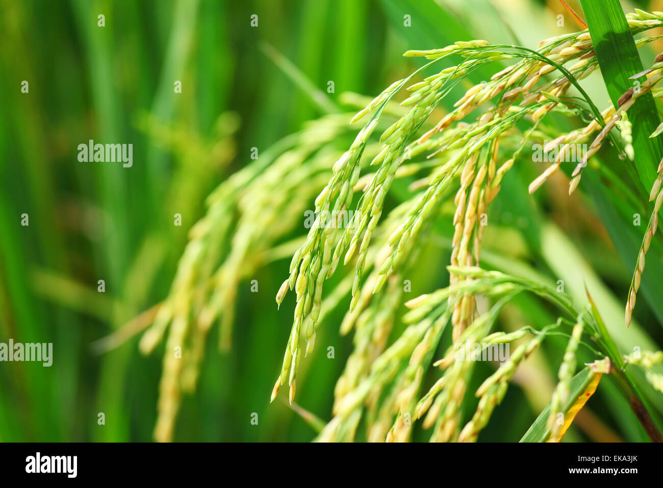 Paddy field rice cultivation hi-res stock photography and images - Alamy