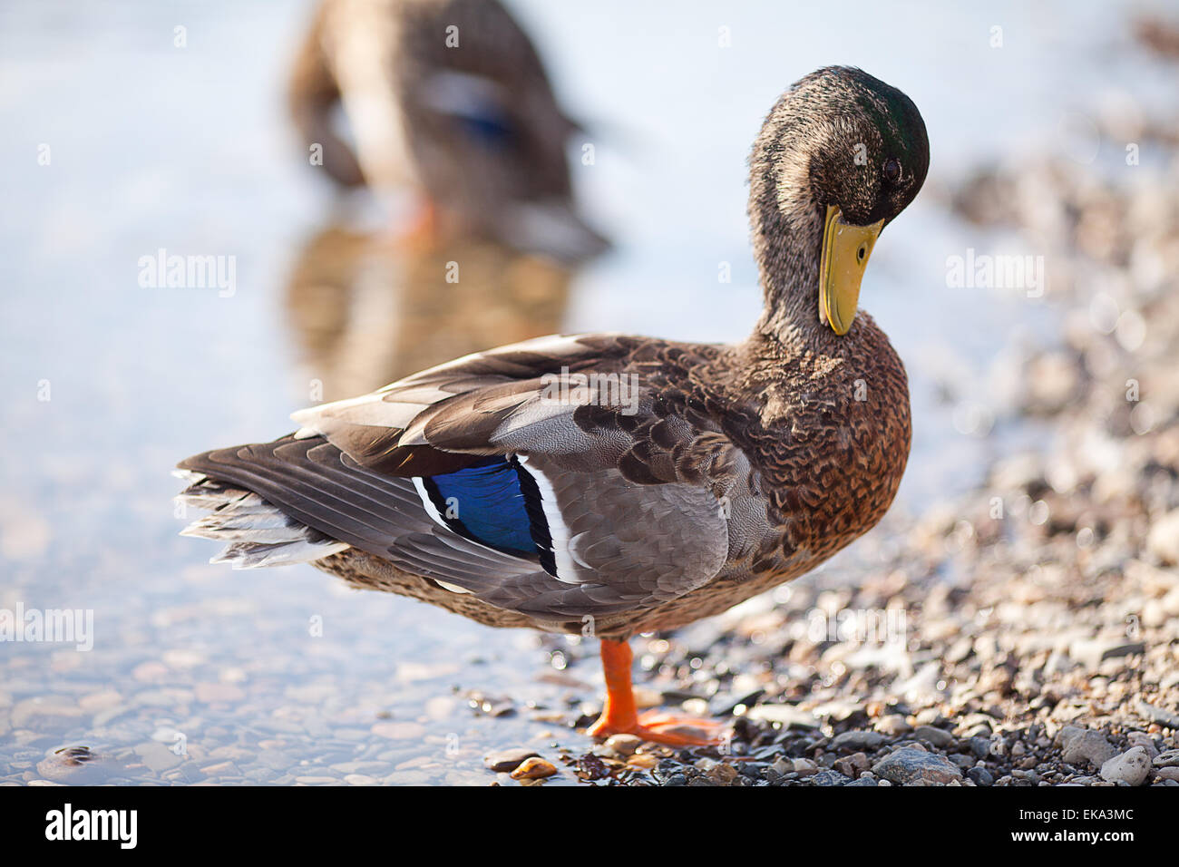 gray ducks in the water Stock Photo - Alamy