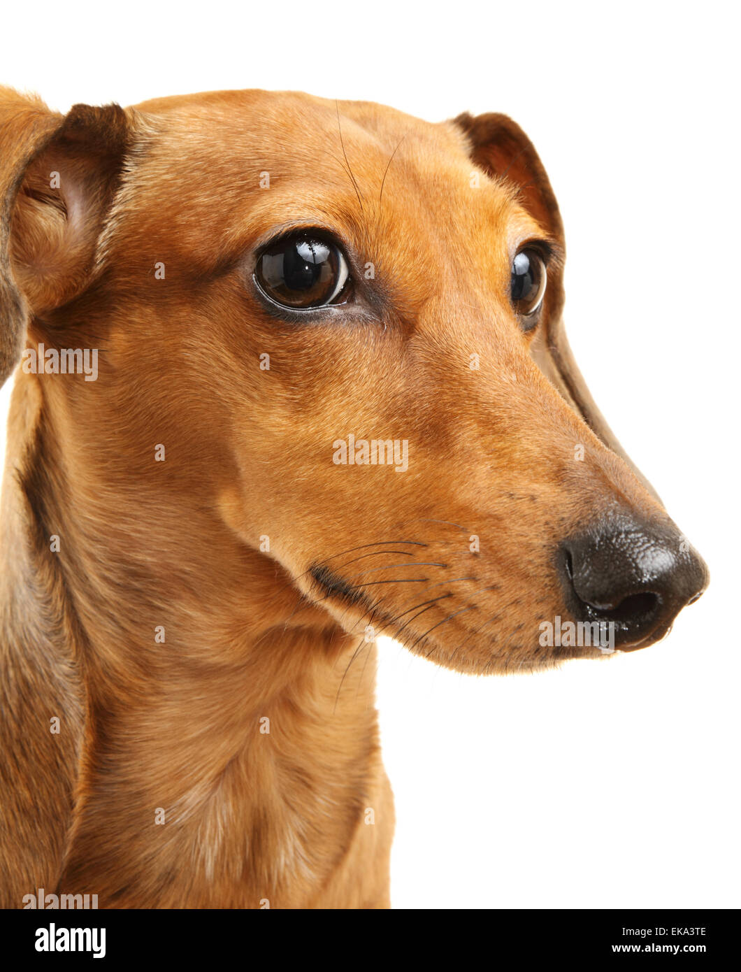 brown dachshund dog Stock Photo - Alamy
