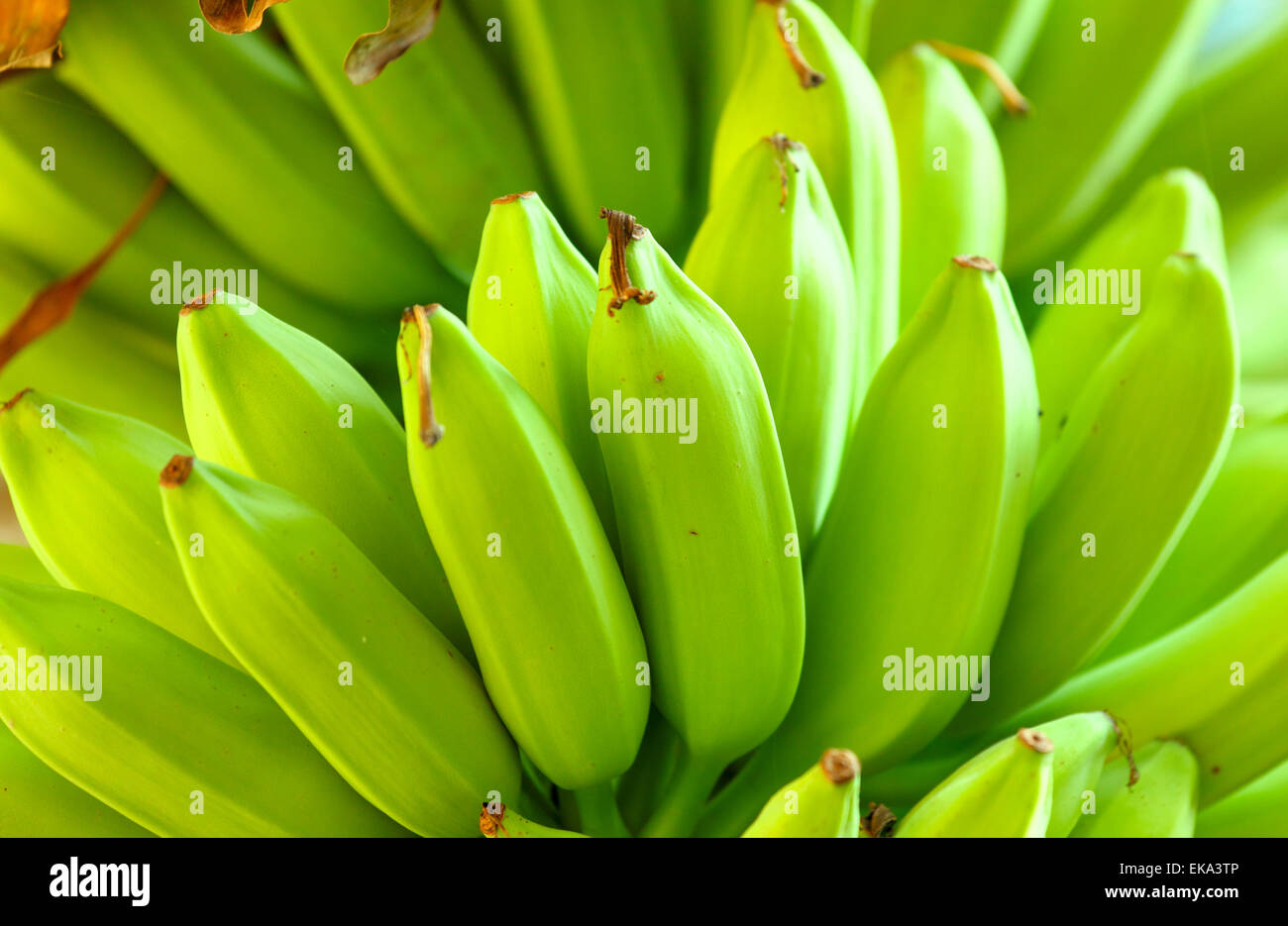 Green banana tree Stock Photo - Alamy