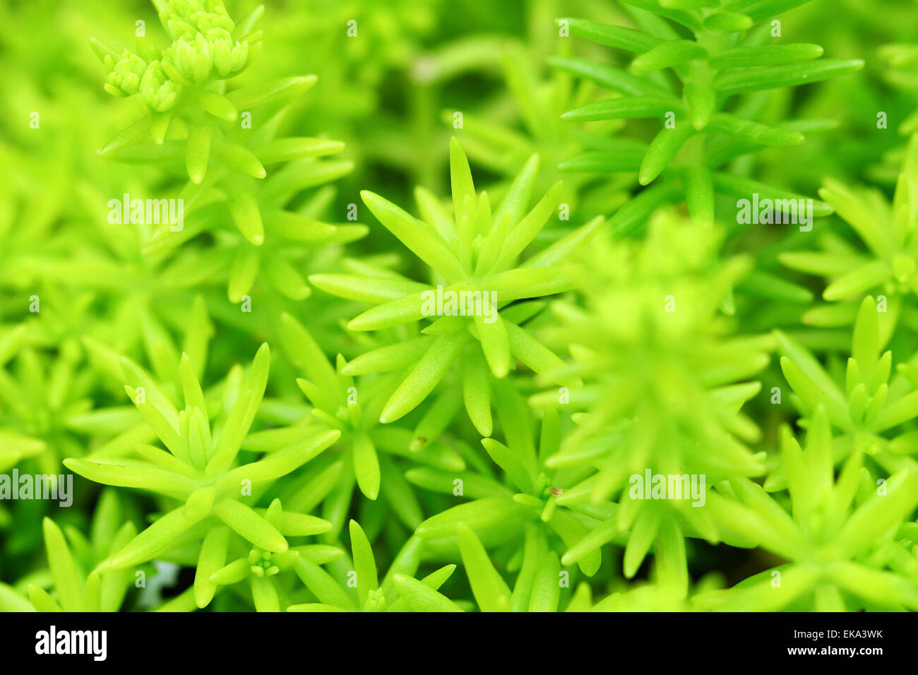 Plant abstract background hi-res stock photography and images - Alamy