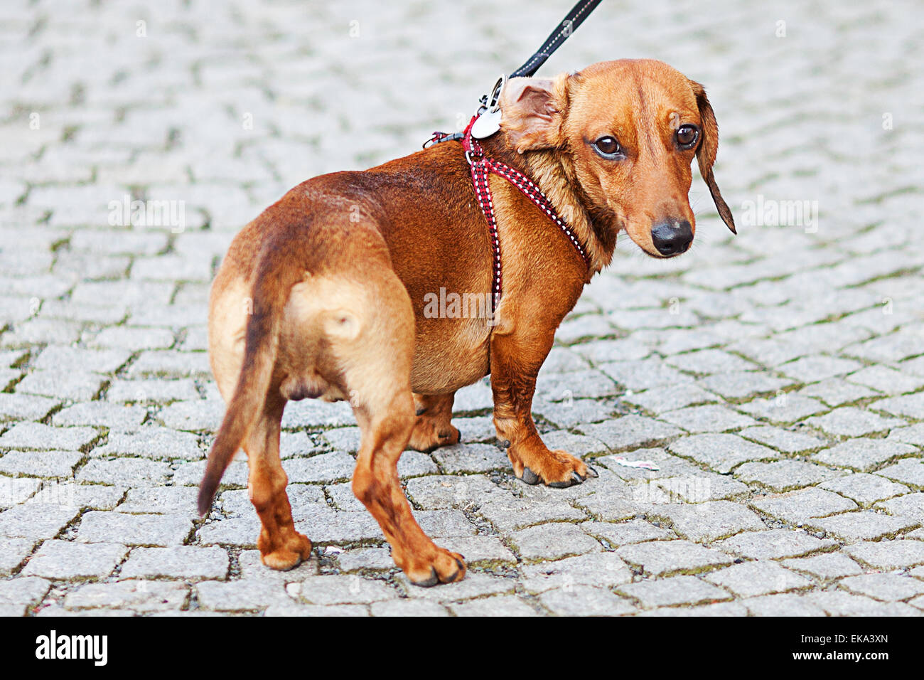 Sad dachshund hi-res stock photography and images - Alamy