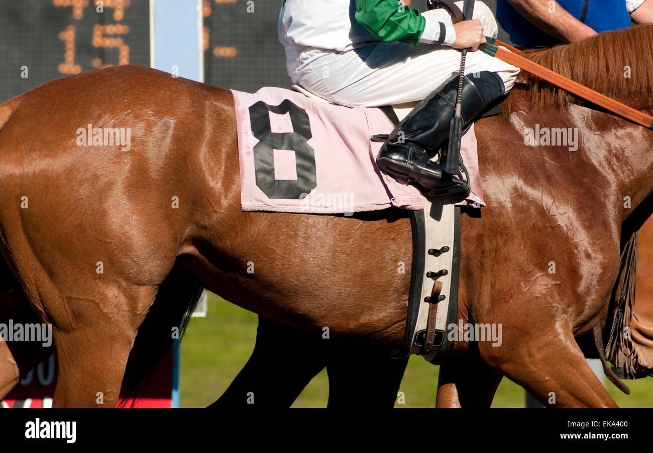 Horseback riding racehorse horse racecourse horse racing competition hi ...