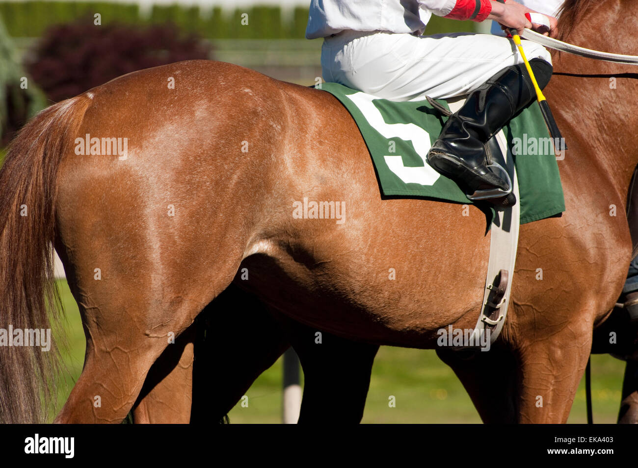 Race horse number five hi-res stock photography and images - Alamy