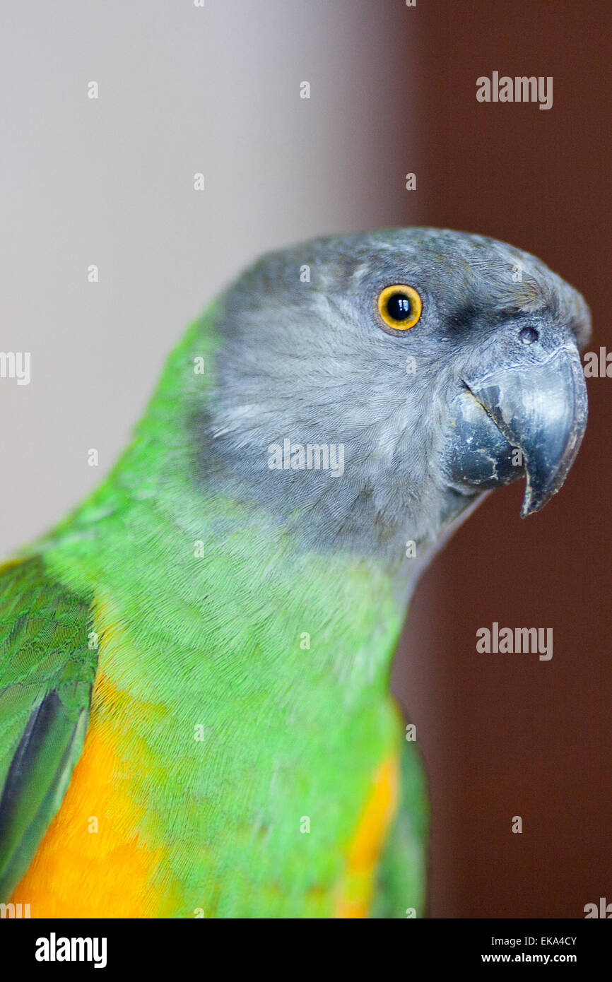 Senegalparrot hi-res stock photography and images - Alamy