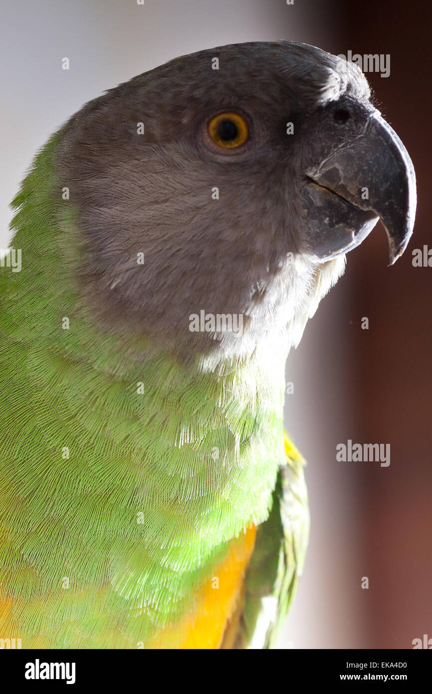 Parrot closeup hi-res stock photography and images - Alamy