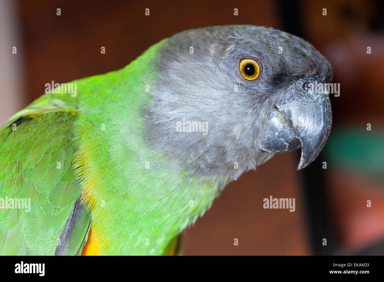 Senegalparrot hi-res stock photography and images - Alamy