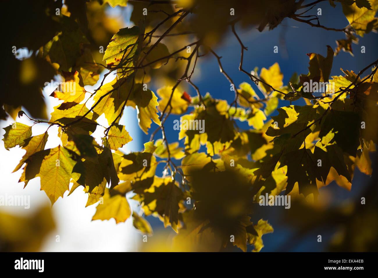 maple leaves in bright sunlight Stock Photo - Alamy