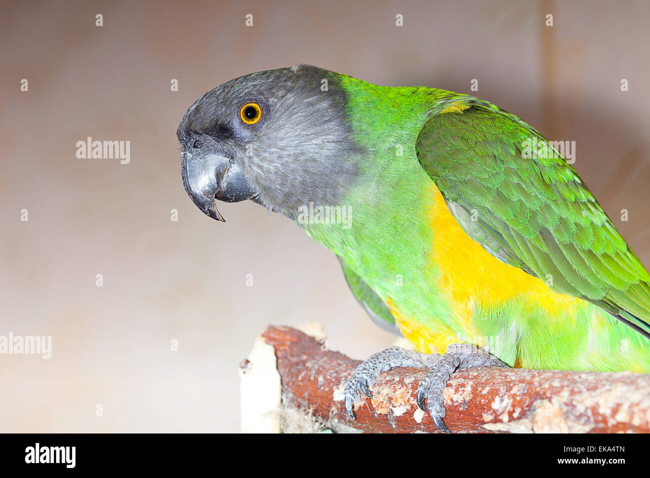 Senegalparrot hi-res stock photography and images - Alamy