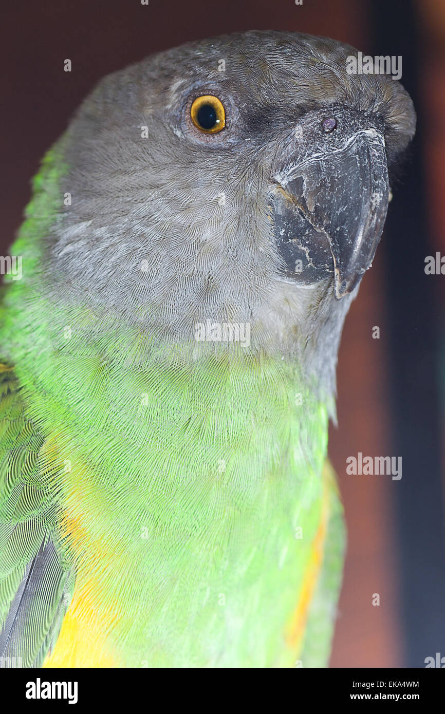 Senegalparrot hi-res stock photography and images - Alamy