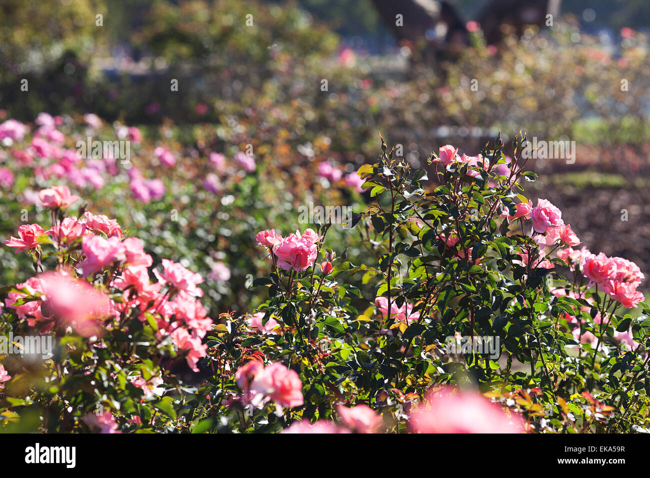 background of beautiful roses in the garden Stock Photo - Alamy